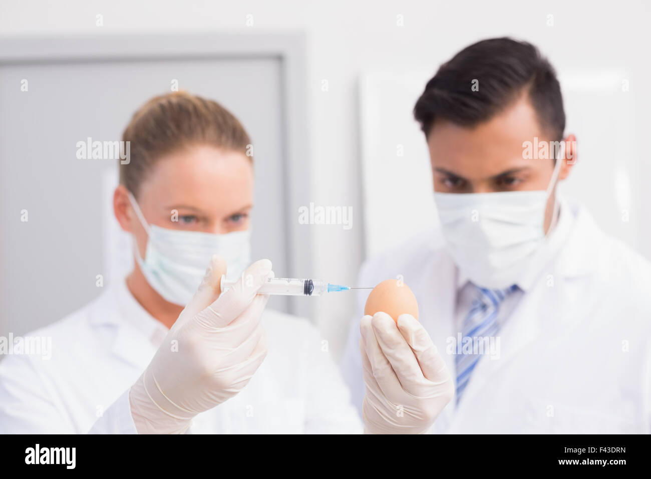 Scientists injecting an egg Stock Photo - Alamy