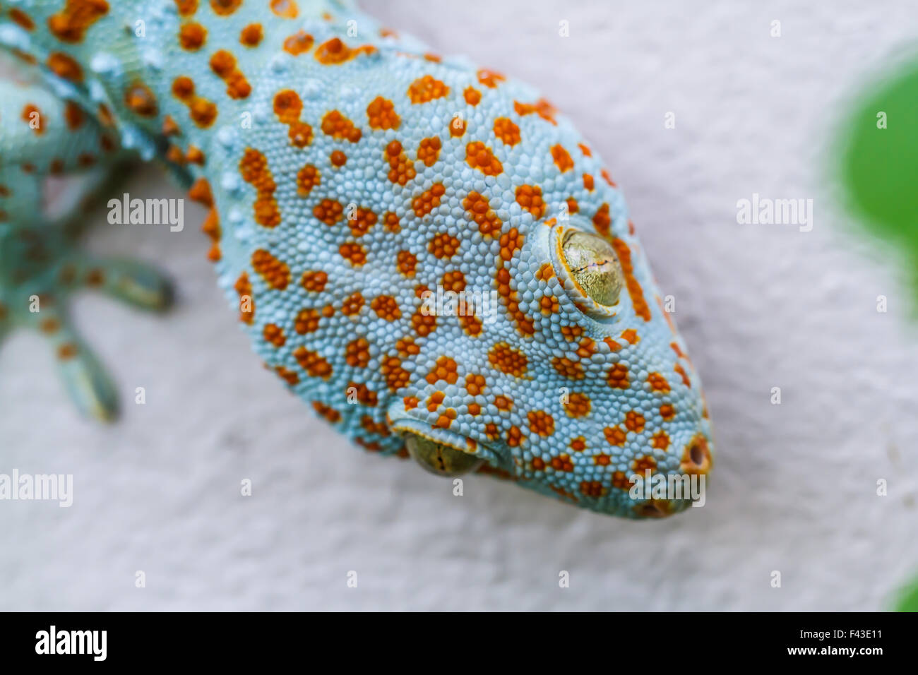 Gecko on wall close up Stock Photo - Alamy