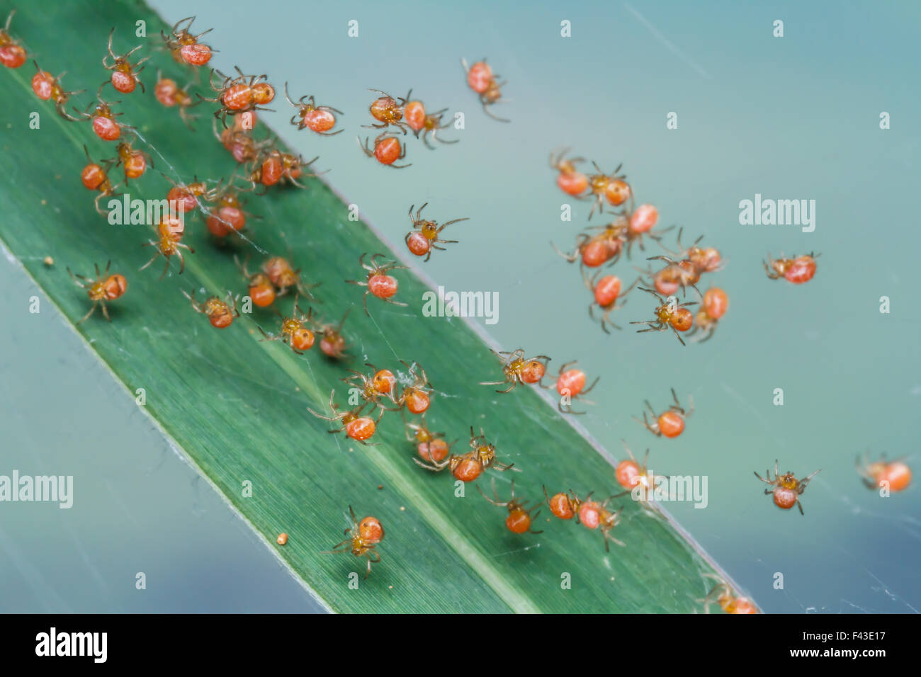 Groups of babies spider Stock Photo - Alamy