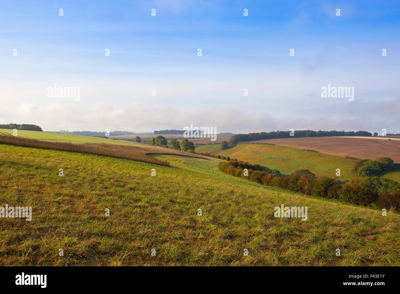 A scenic valley with trees and hedgerows in the agricultural landscape ...