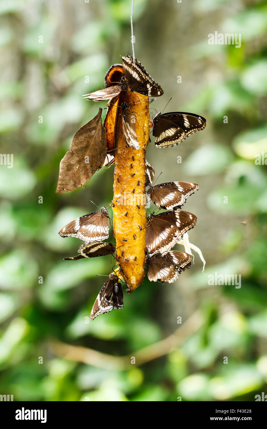 Black and butterfly hi-res stock photography and images - Alamy