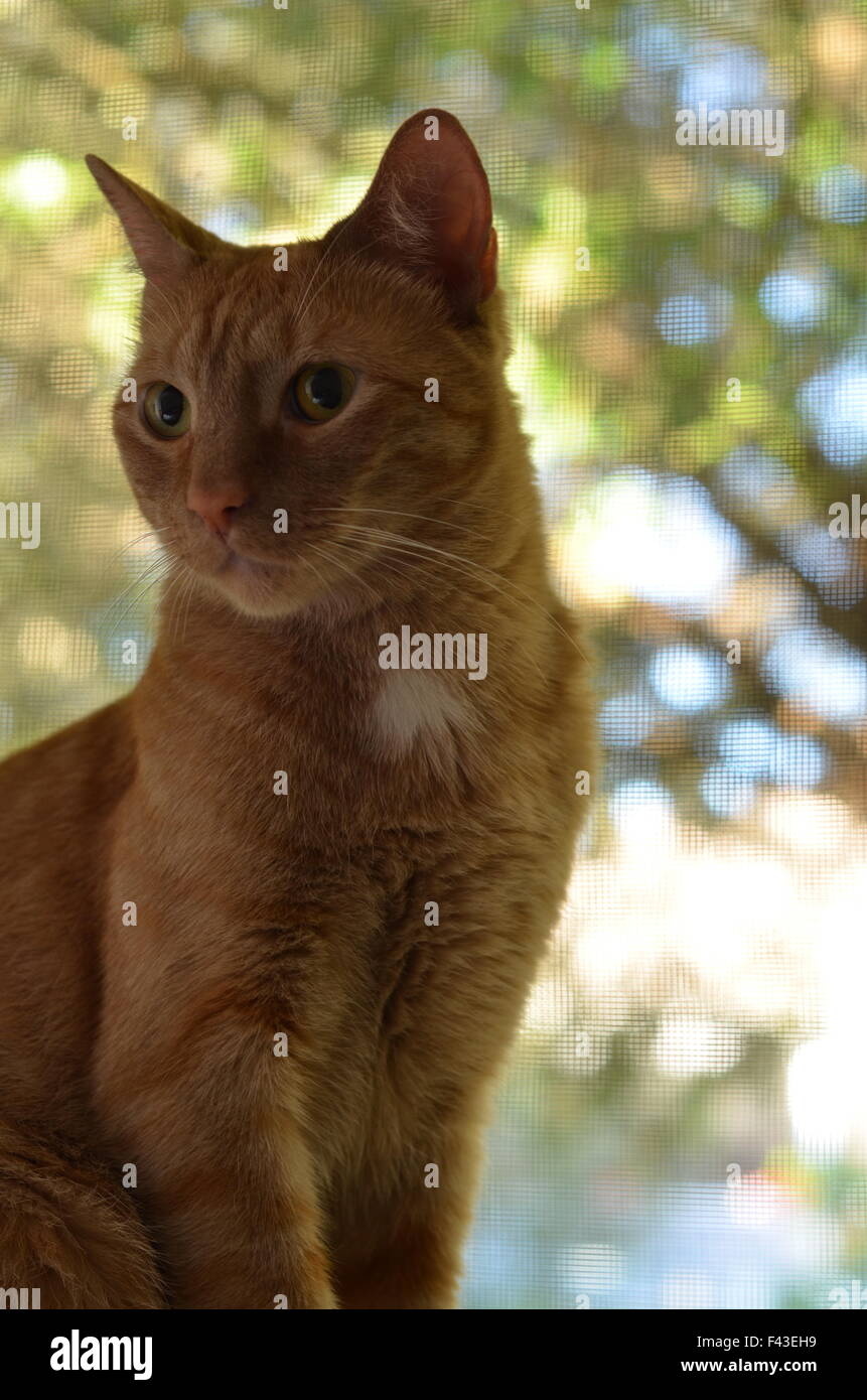 laura litterio real estate photography Stock Photo - Alamy