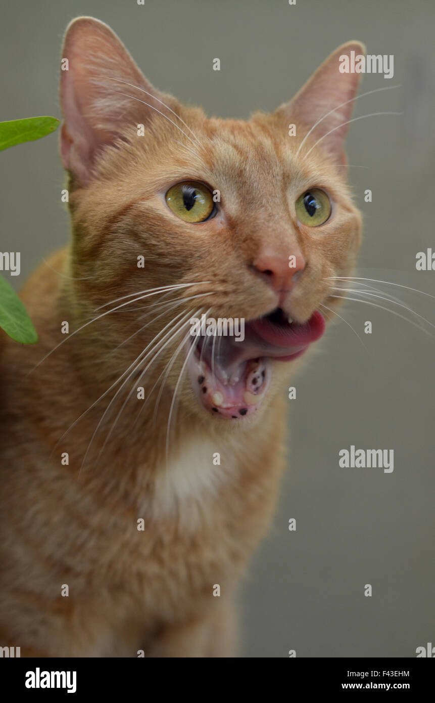 laura litterio real estate photography Stock Photo - Alamy