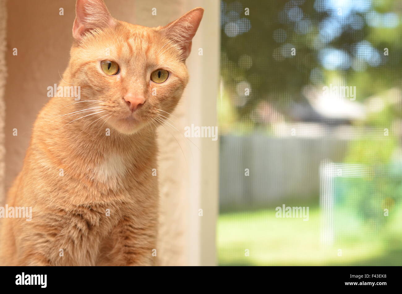 Alamysucks hi-res stock photography and images - Alamy