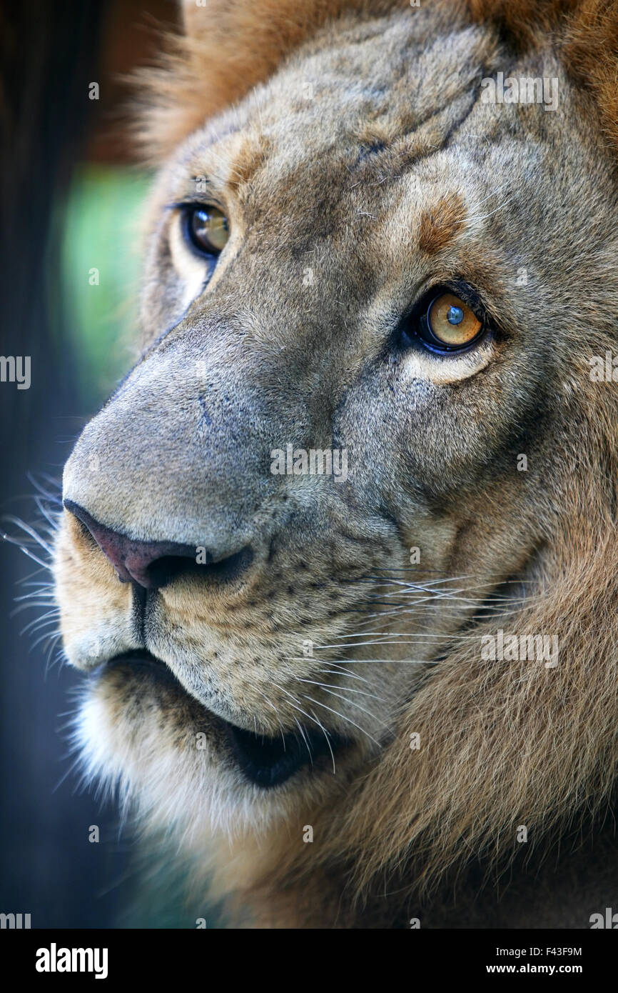 King - lion Stock Photo - Alamy