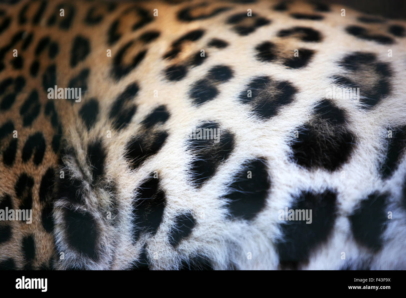 Skin of the leopard Stock Photo - Alamy