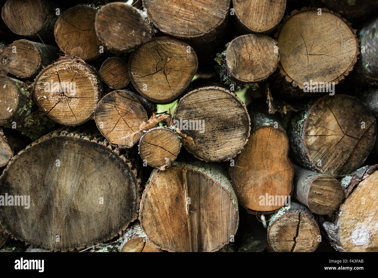 Sawn log ends hi-res stock photography and images - Alamy