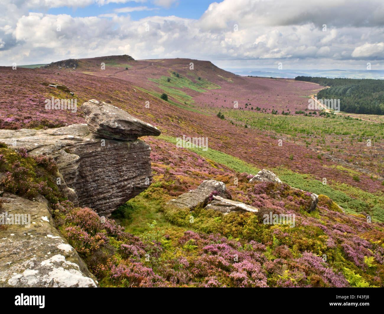 Heather in Bloom on the Simonside Hills from Dove Crag near Rothbury ...