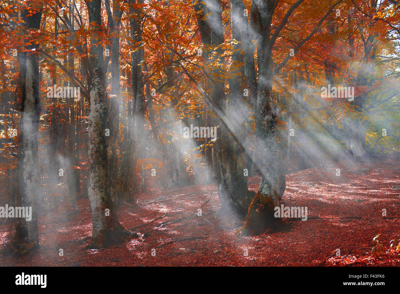 Gold yellow mist hi-res stock photography and images - Alamy