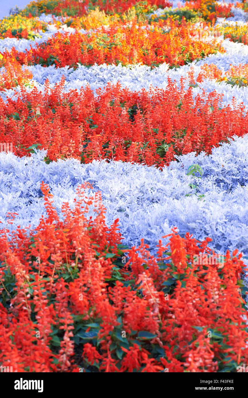 Field of multicolored flowers Stock Photo - Alamy
