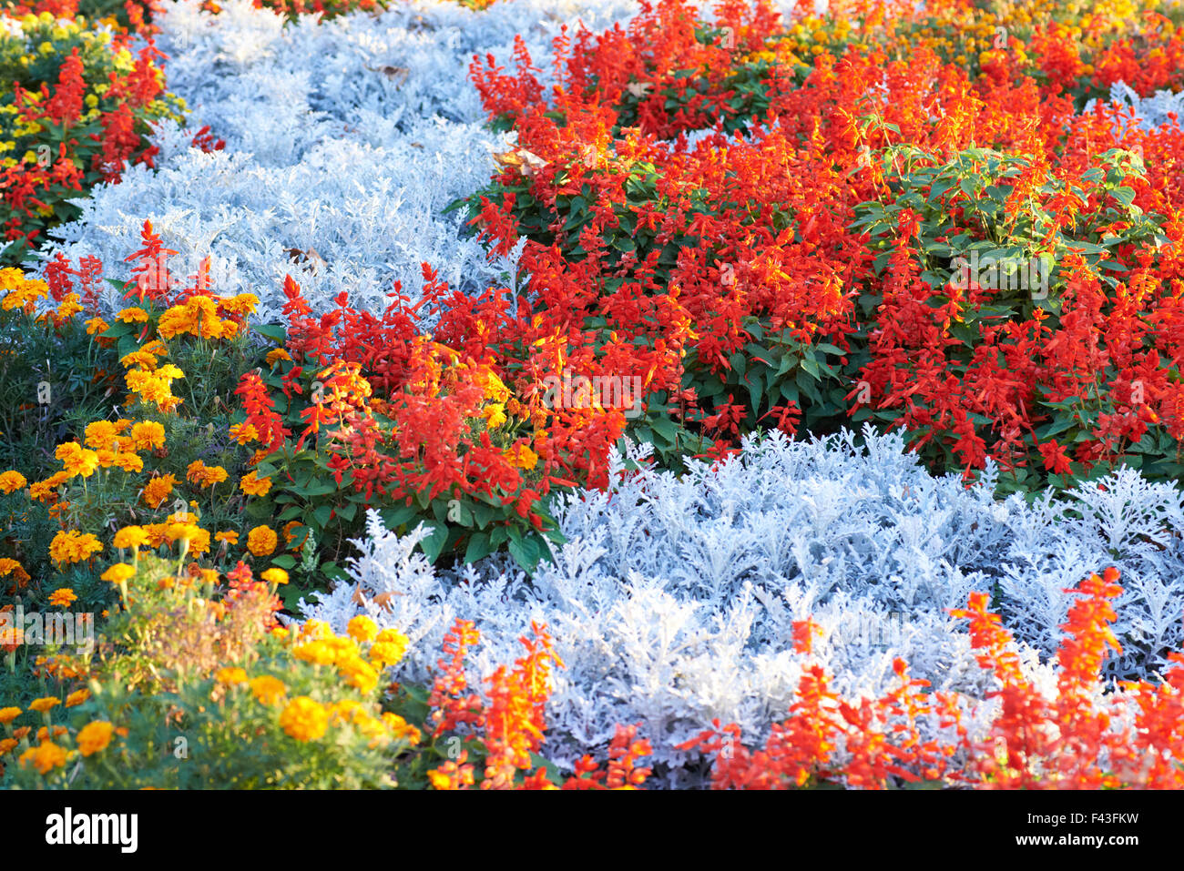 Field of multicolored flowers Stock Photo - Alamy