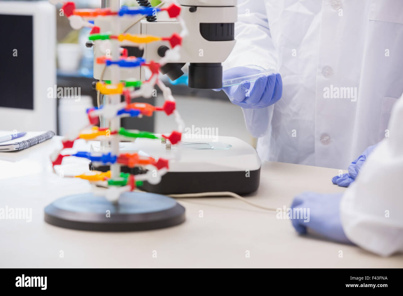 Scientists examining petri dish in microscope Stock Photo - Alamy