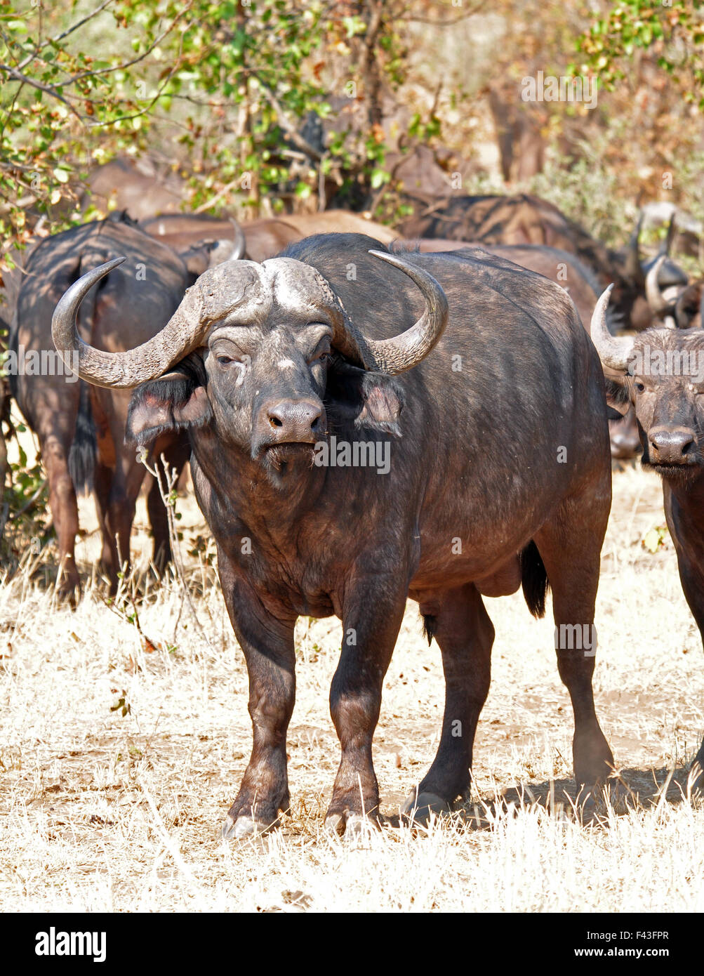 Buffalo Head High Resolution Stock Photography and Images - Alamy