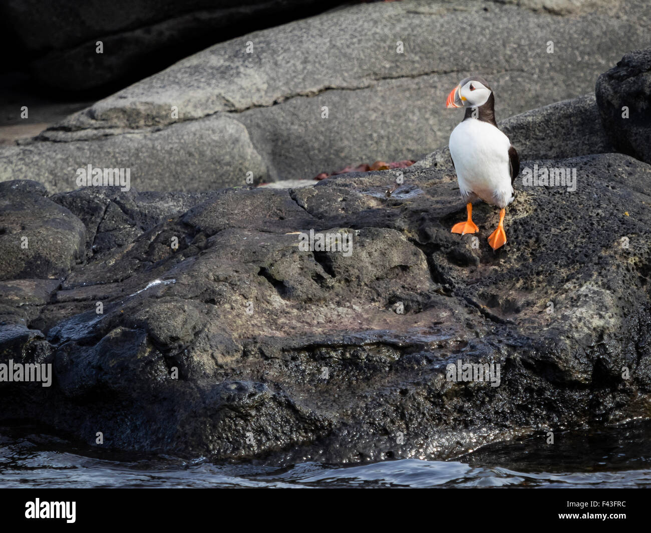 Puffin bird hi-res stock photography and images - Alamy