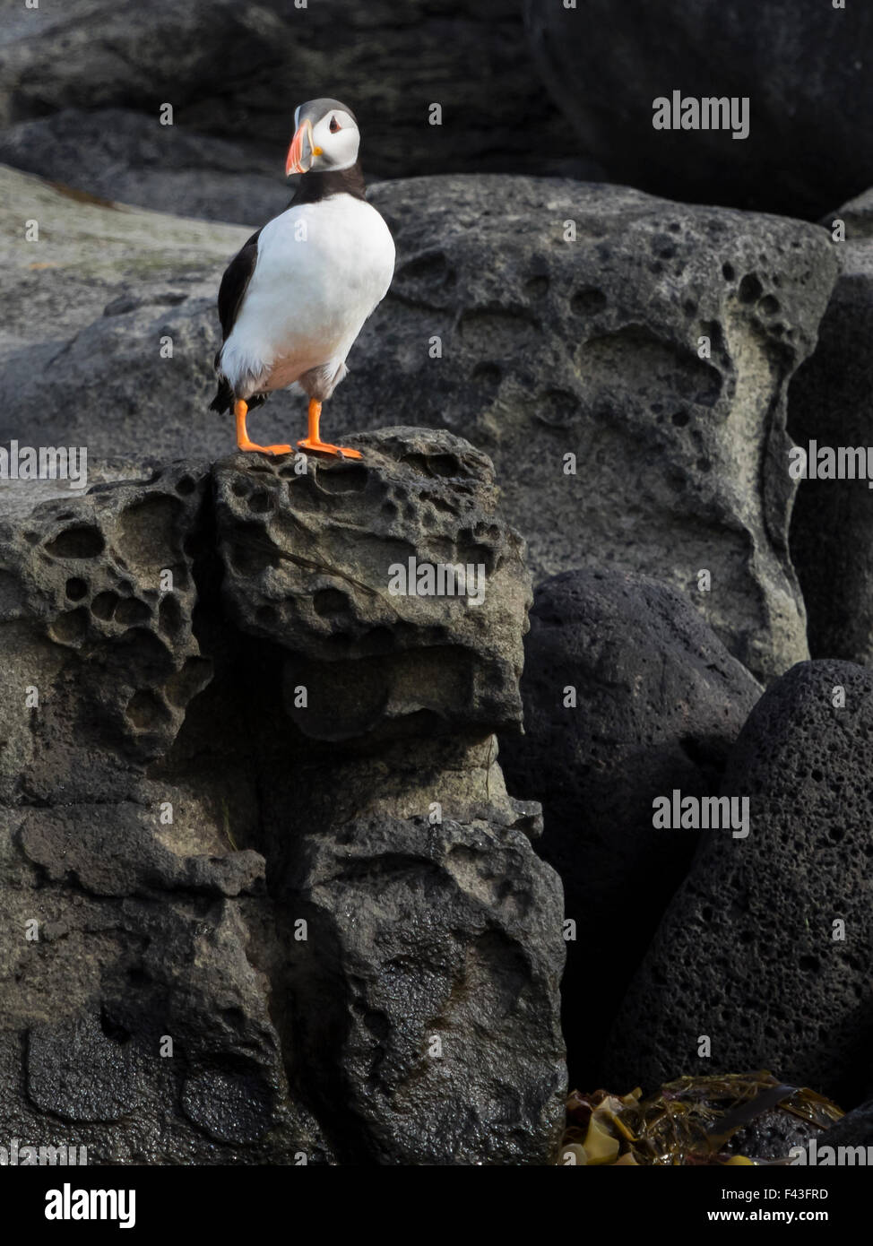 Atlantic Puffin on rocks of Akurey island Stock Photo - Alamy