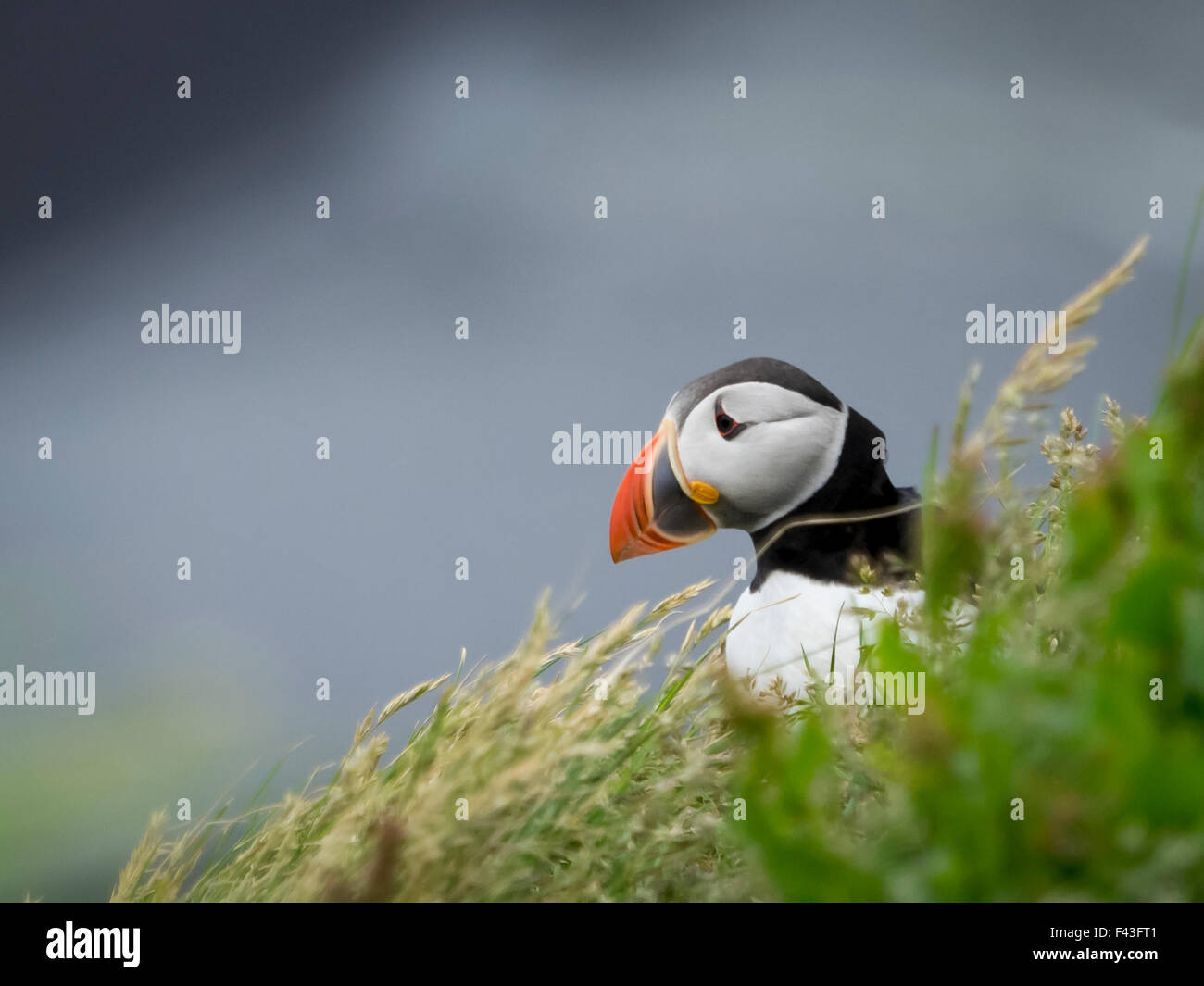 Puffin on water hi-res stock photography and images - Alamy