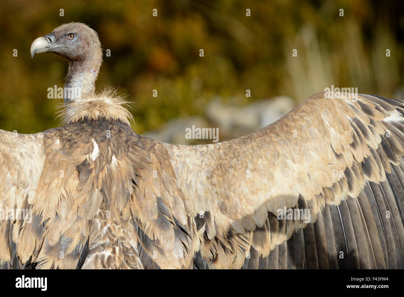 Birds sunbathing hi-res stock photography and images - Alamy