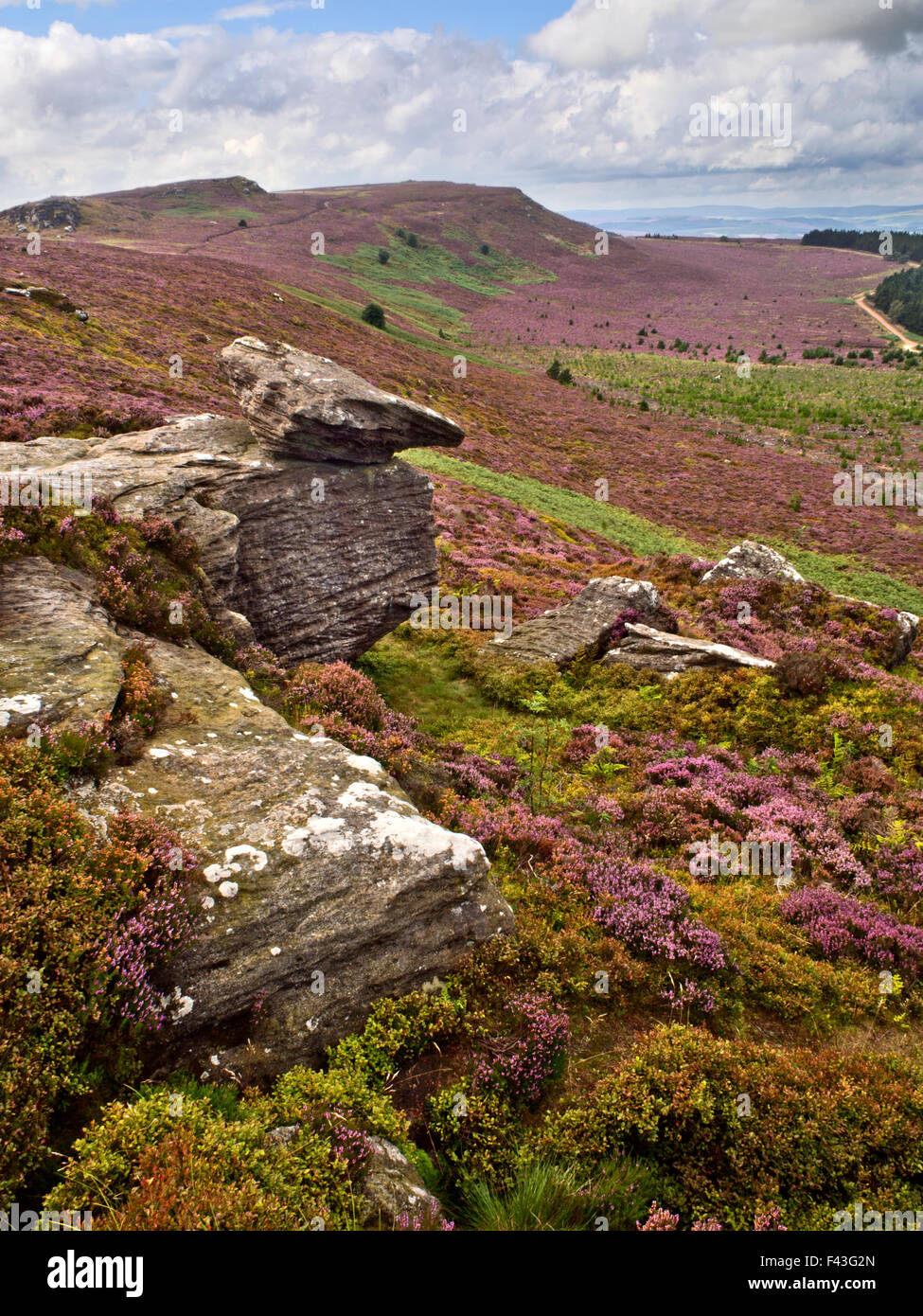Heatrher in Bloom on the Simonside Hills from Dove Crag near Rothbury ...