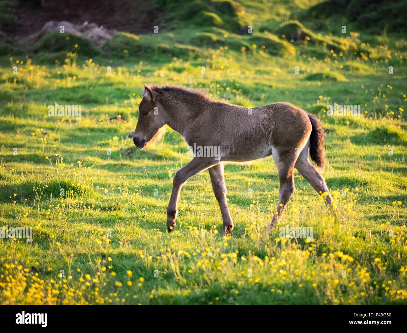 A young foal walking through long grass under the sunlit summer nights ...
