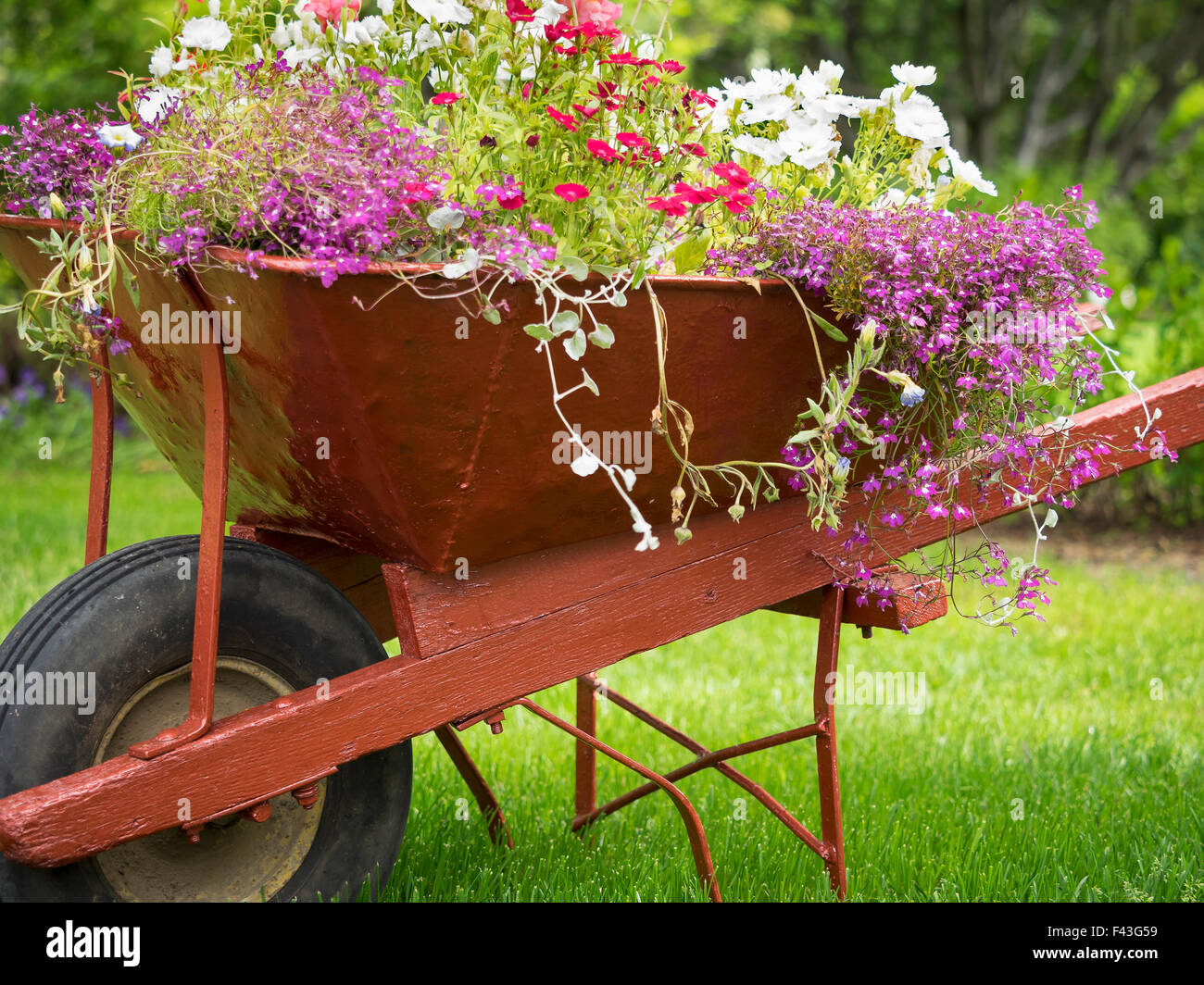 A red wheelbarrow planted up with flowering plants in summer Stock ...
