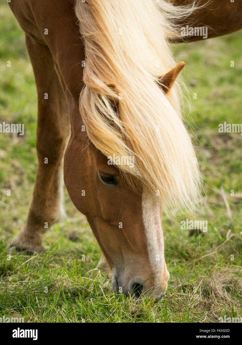 A wild horse with pale mane grazing Stock Photo - Alamy