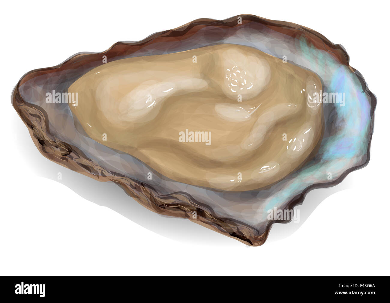 Oyster shellfish drawing hi-res stock photography and images - Alamy