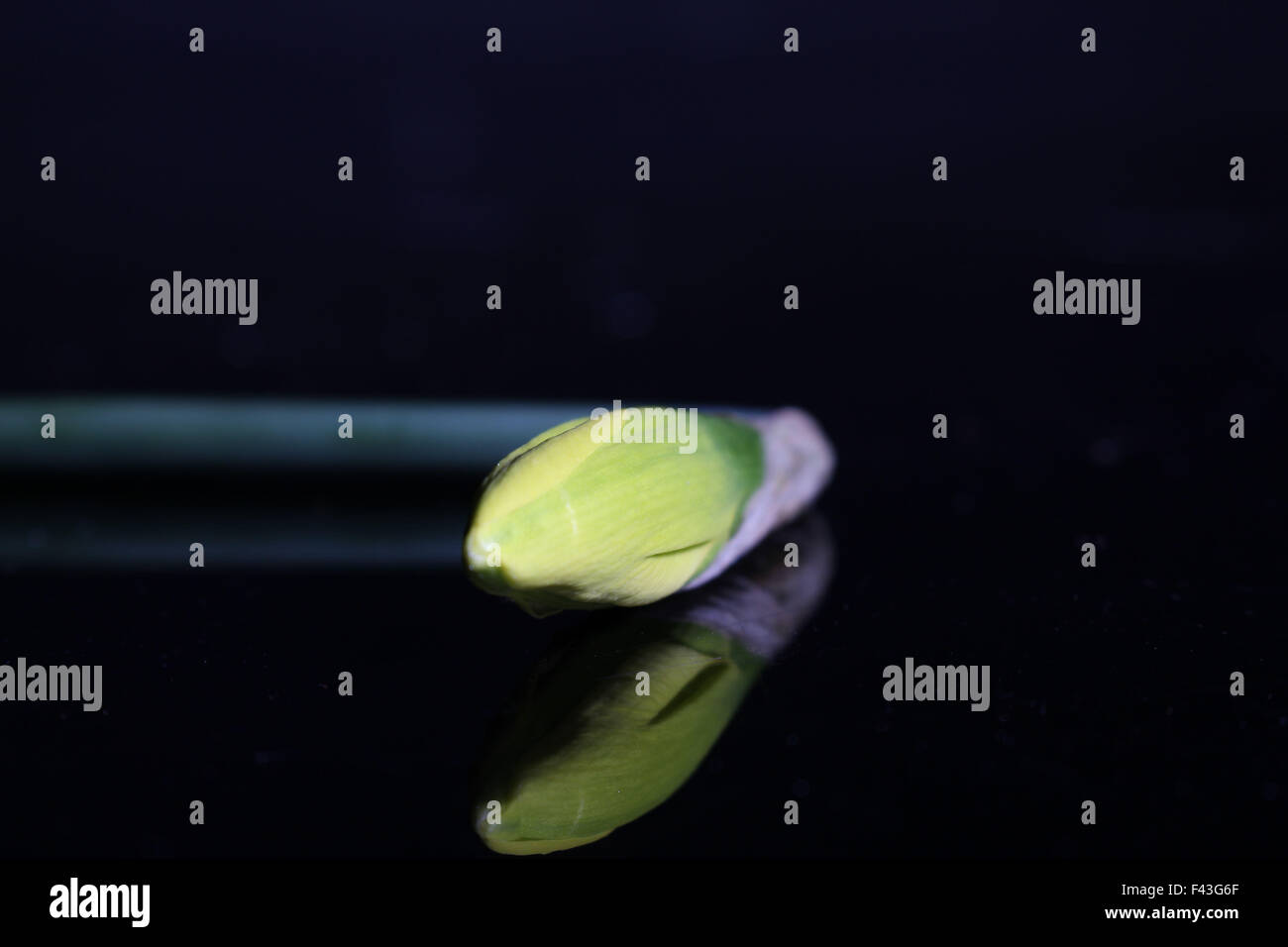 The image depicts a lonely flower coming to the end of life Stock Photo ...