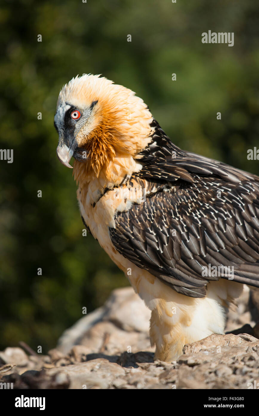 Adult bearded vulture in the Spanish Catalan Pyrenees Stock Photo - Alamy