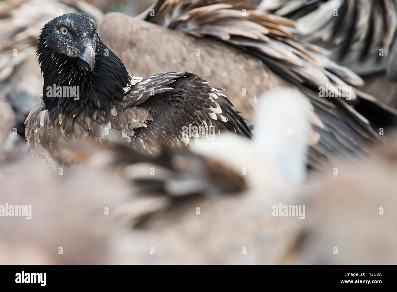 Juvenile bearded vulture among griffon vultures in the Spanish Catalan ...