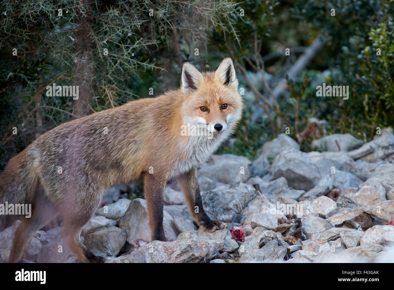 Alt urgell spain spanish hi-res stock photography and images - Alamy