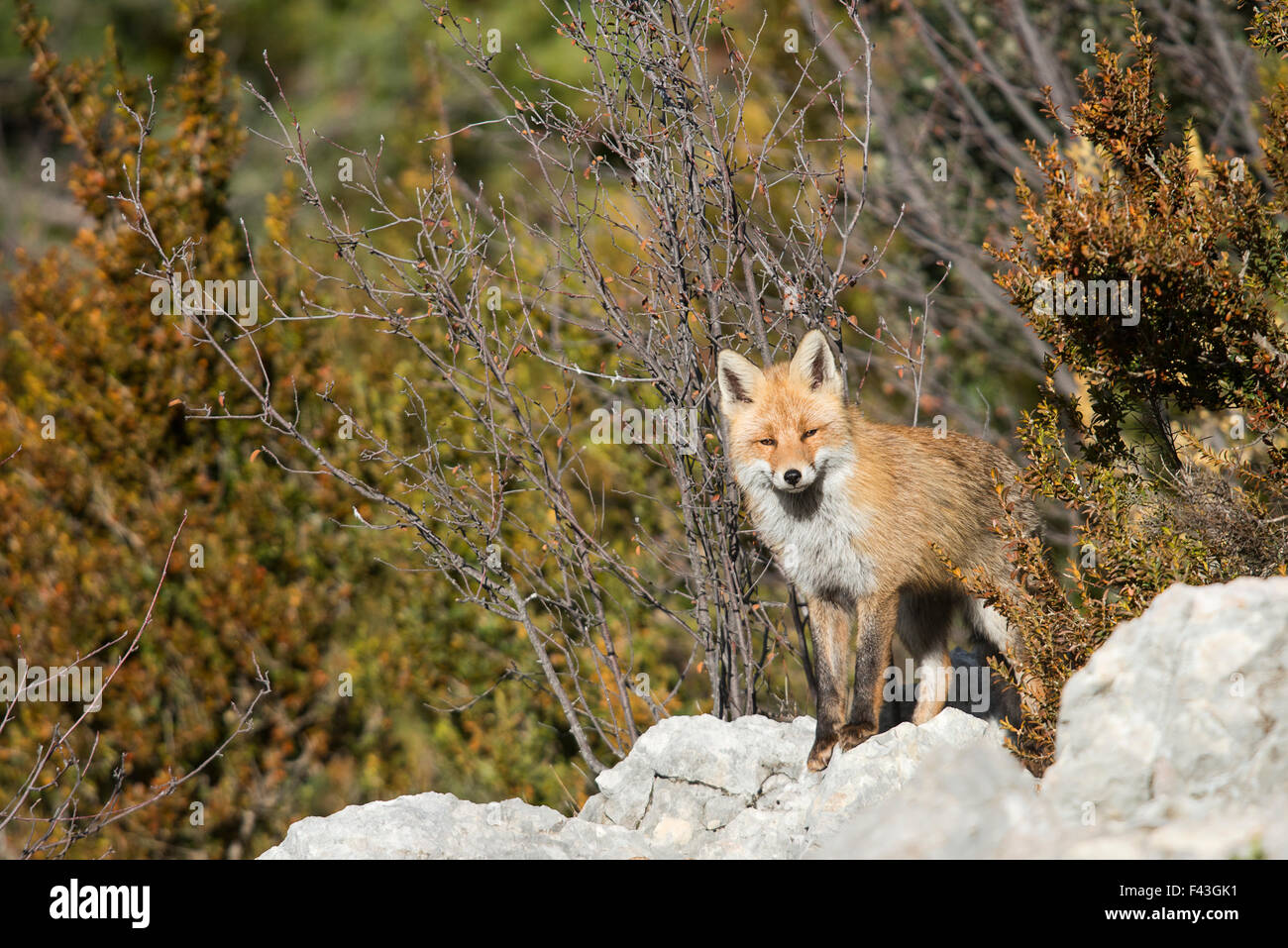 Curious red fox in the Spanish Catalan Pyrenees Stock Photo - Alamy