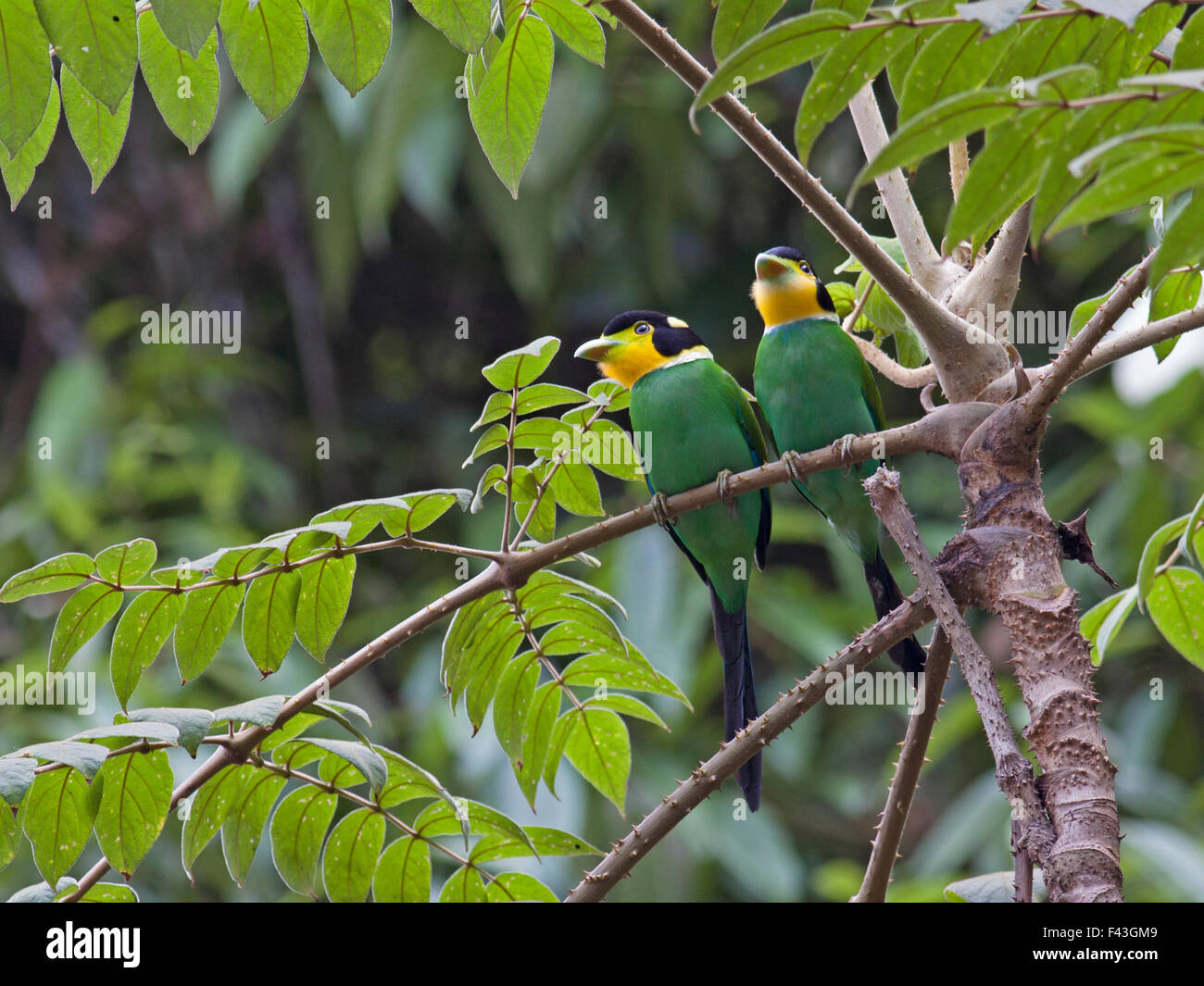 Long tailed broadbills hi-res stock photography and images - Alamy