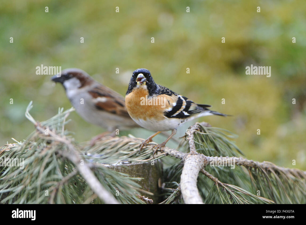 Bergfink High Resolution Stock Photography and Images - Alamy