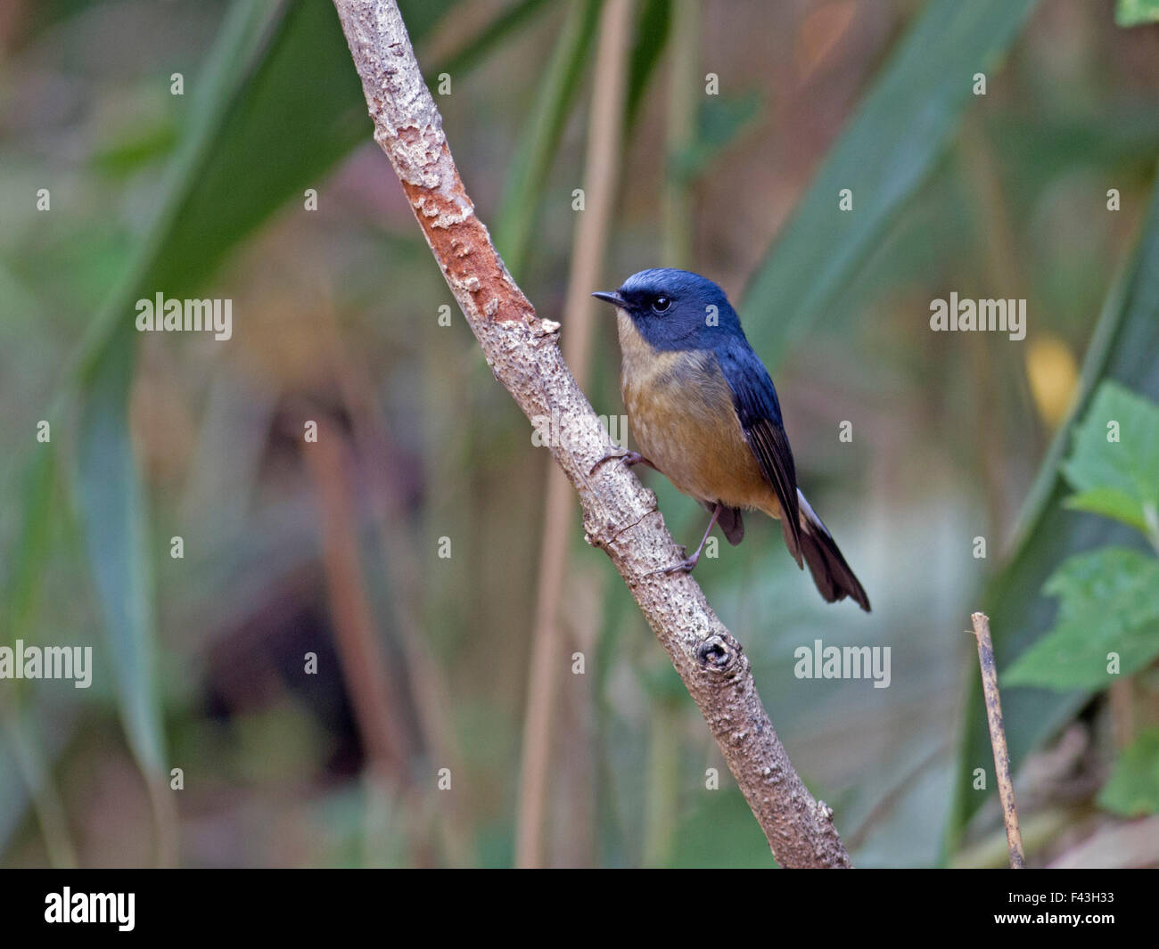 Slaty flycatcher hi-res stock photography and images - Alamy