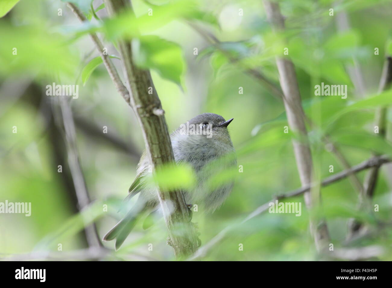 Songbird peeking out from a bush Stock Photo - Alamy