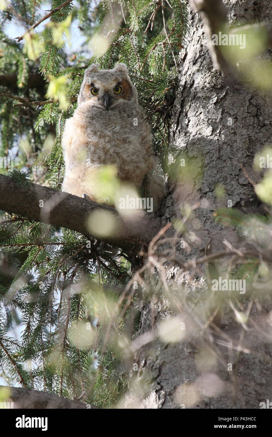 Immature great horned owl looking down from a high branch Stock Photo ...