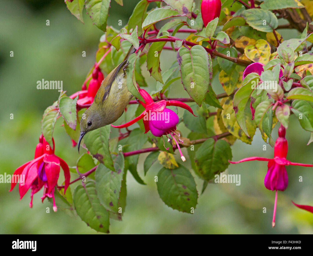 Green tailed sunbird hi-res stock photography and images - Alamy