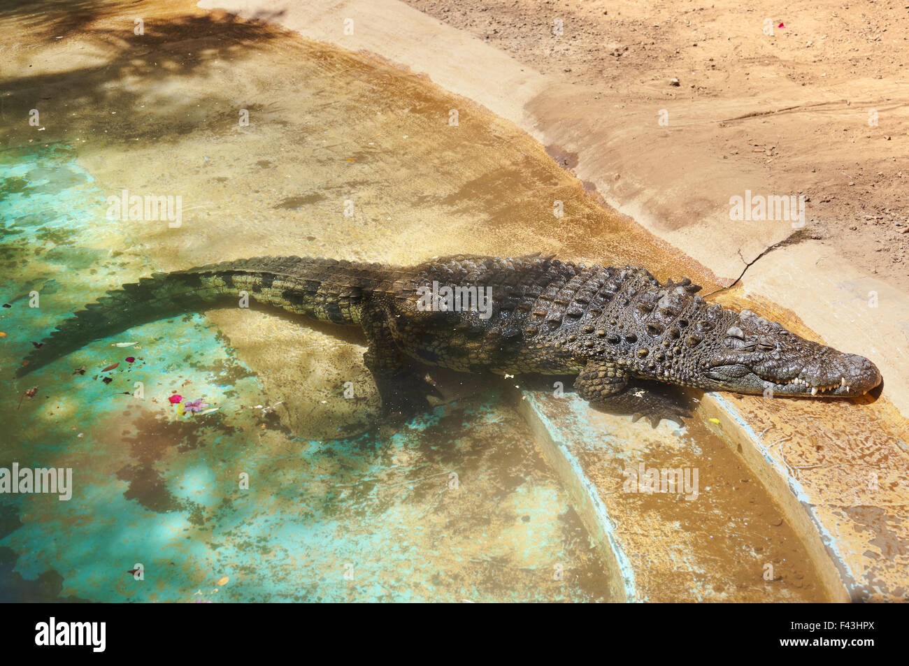 Wildlife in tenerife hi-res stock photography and images - Alamy