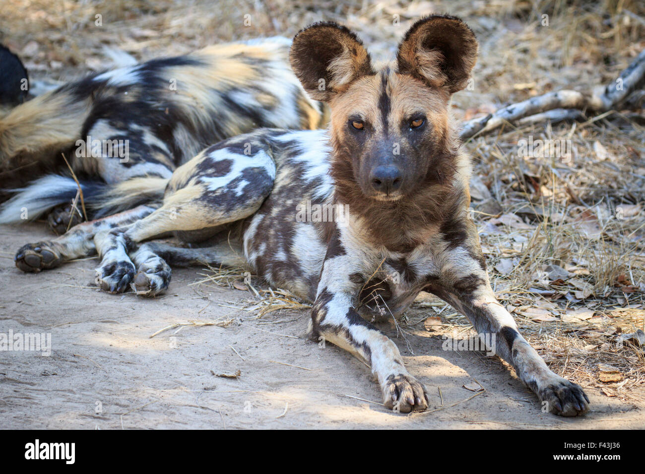 What Do Bush Dogs Look Like