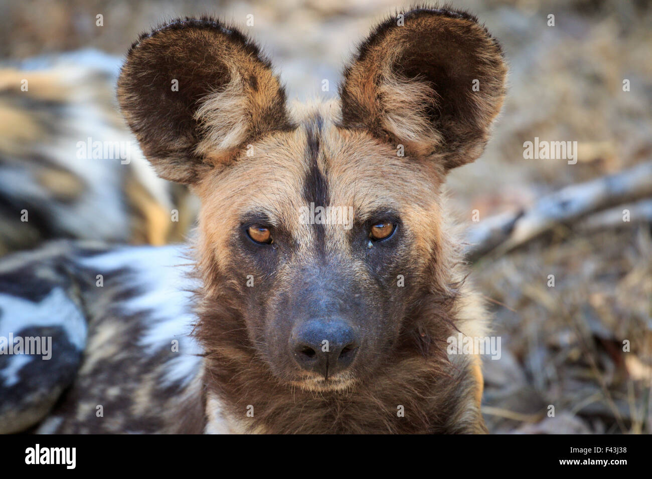 What Do Bush Dogs Look Like