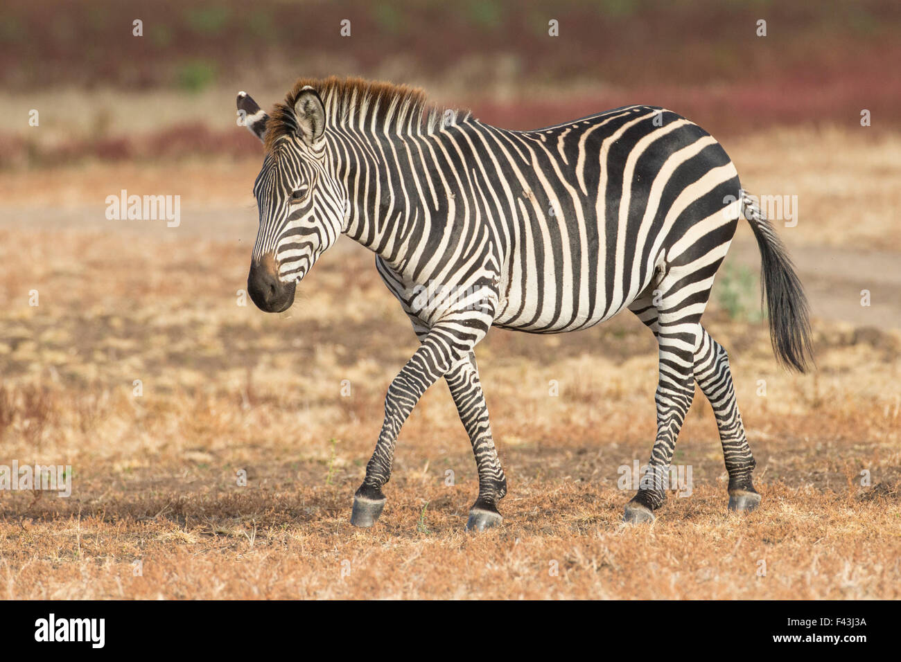 Crawshay Zebra (Equus quagga crawshaii), South Luangwa National Park, Sambia Stock Photo - Alamy