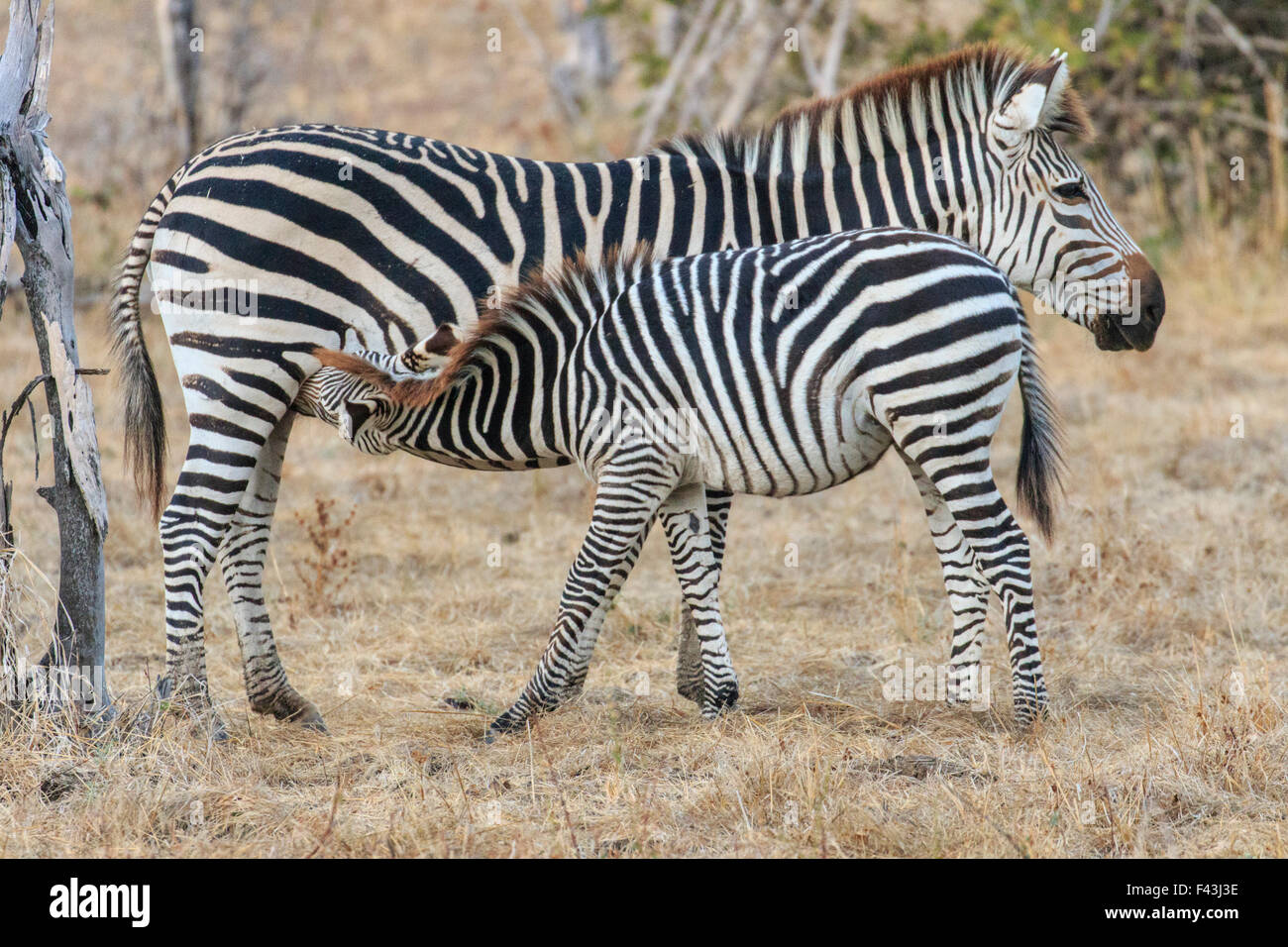 Crawshay Zebra (Equus quagga crawshaii), South Luangwa National Park, Sambia Stock Photo - Alamy