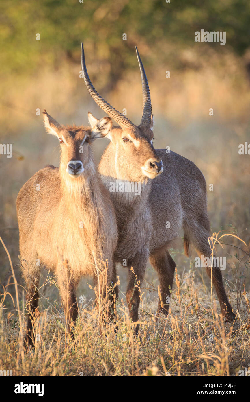 Ellipsen Waterbuck (Kobus ellipsiprymnus), South Luangwa National Park ...