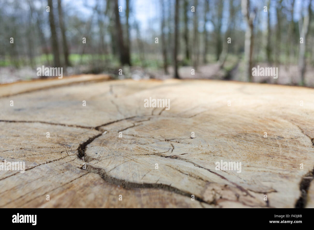 Cant sawing hi-res stock photography and images - Alamy