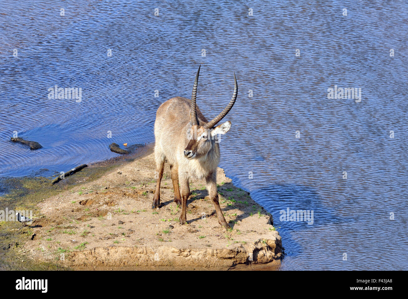 Waterbuck (Kobus ellipsiprymnus Stock Photo - Alamy