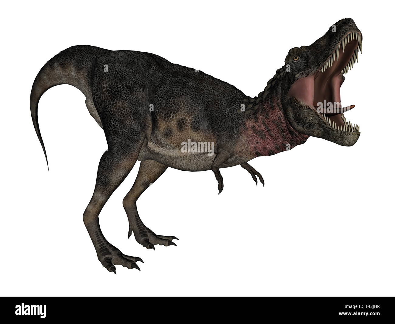 Tarbosaurus dinosaur - 3D render Stock Photo - Alamy