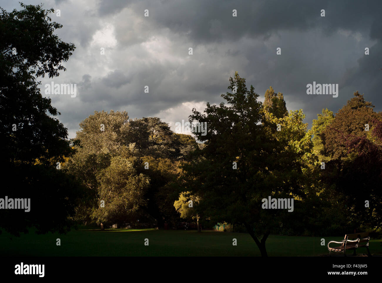 Park tree skyline with heavy storm clouds sunlight illuminates park ...