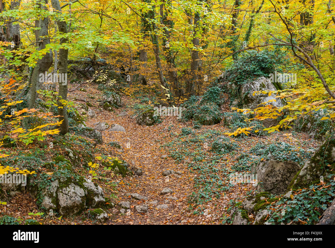 Path in mysterious Crimean forest at autumnal season Stock Photo - Alamy