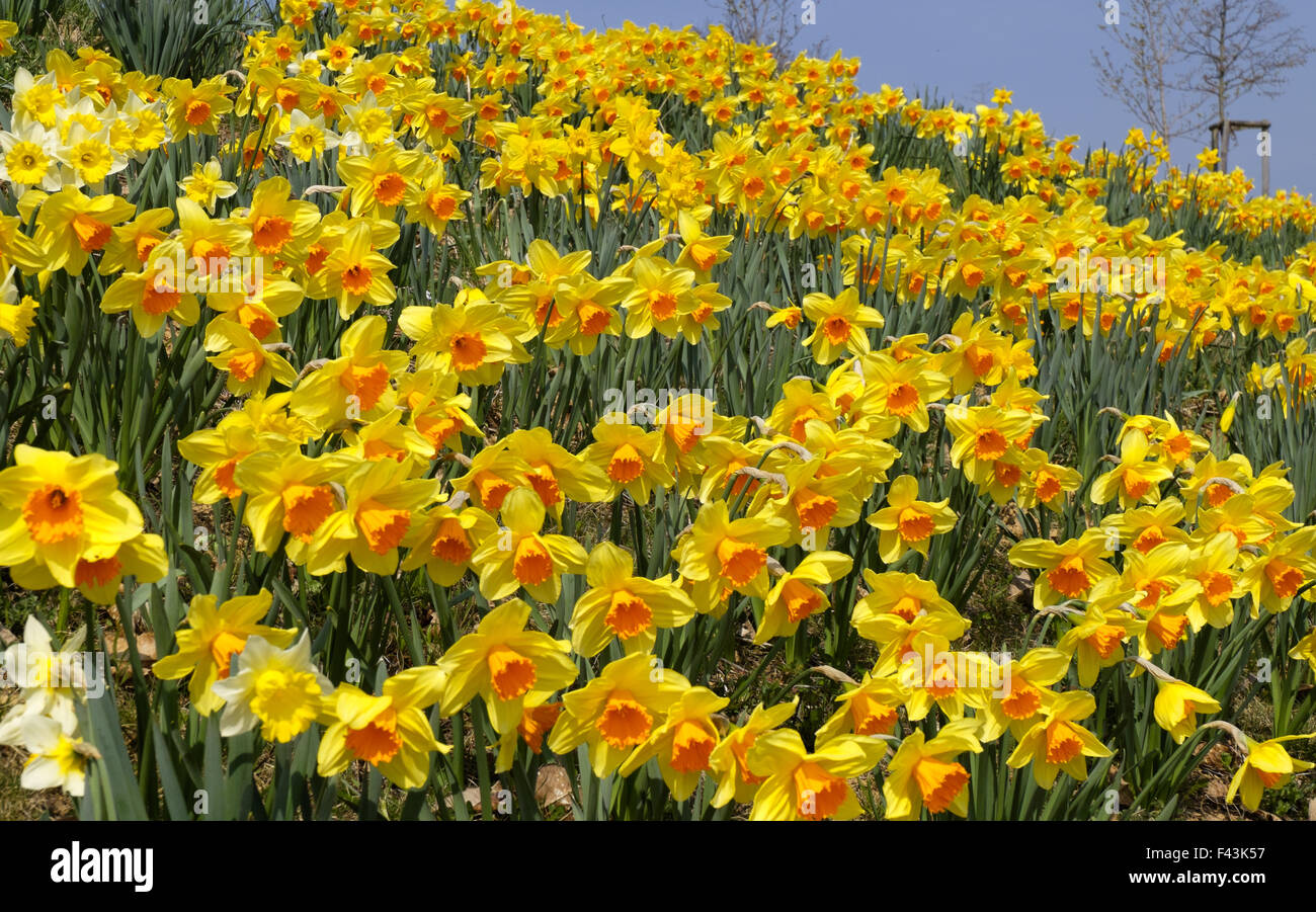 Narzissen hi-res stock photography and images - Alamy