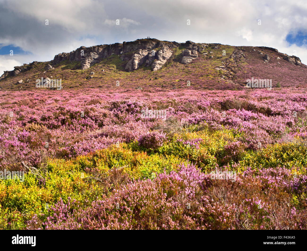 Simonside Hill and Heather Moorland in Summer near Rothbury ...
